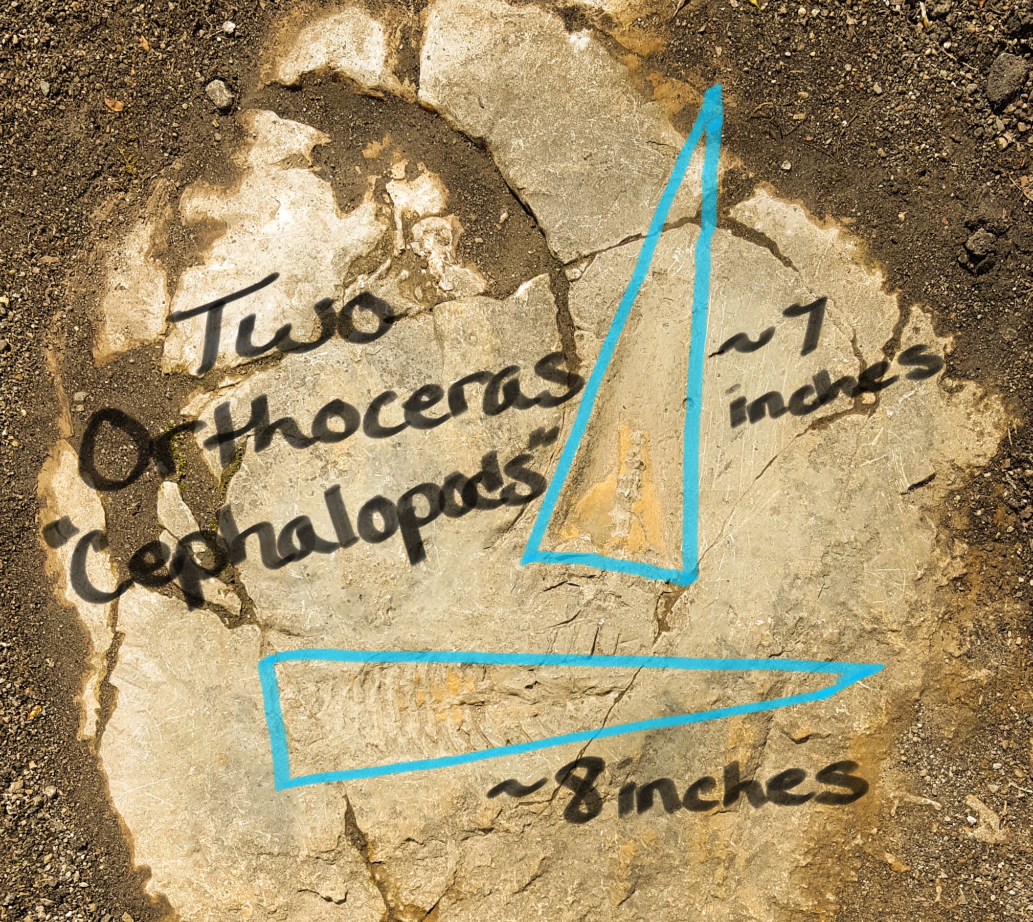 Cephalopods - River Bend Nature Center