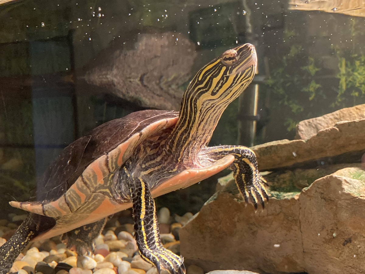 For the Kids - River Bend Nature Center